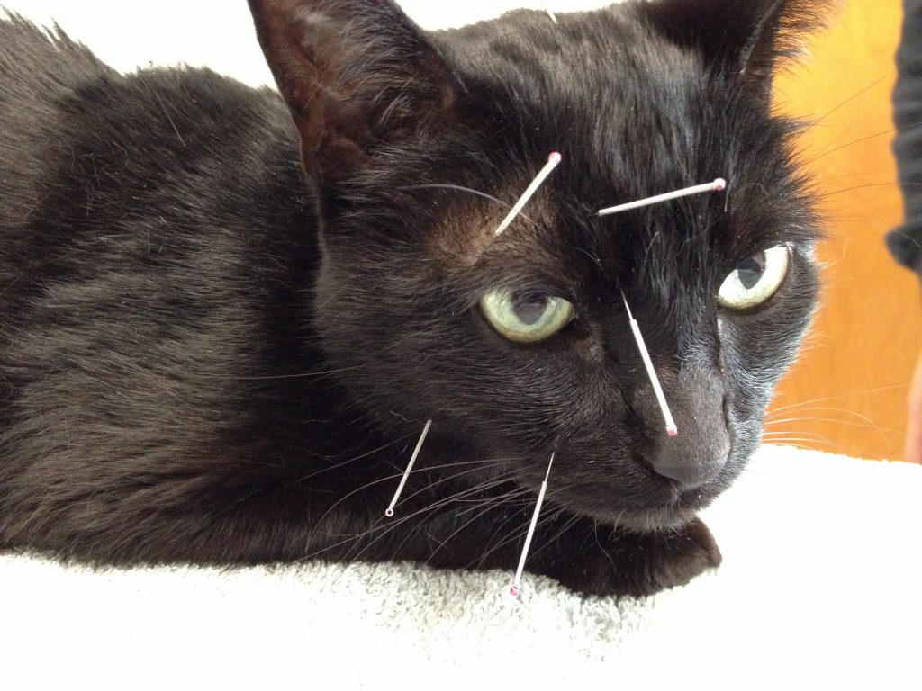 Veterinary Acupuncture- Frequently Asked Questions (FAQ) - Dr Angel ...